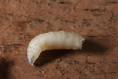 JaredDavidsonPhotography: Macro photographs of maggots