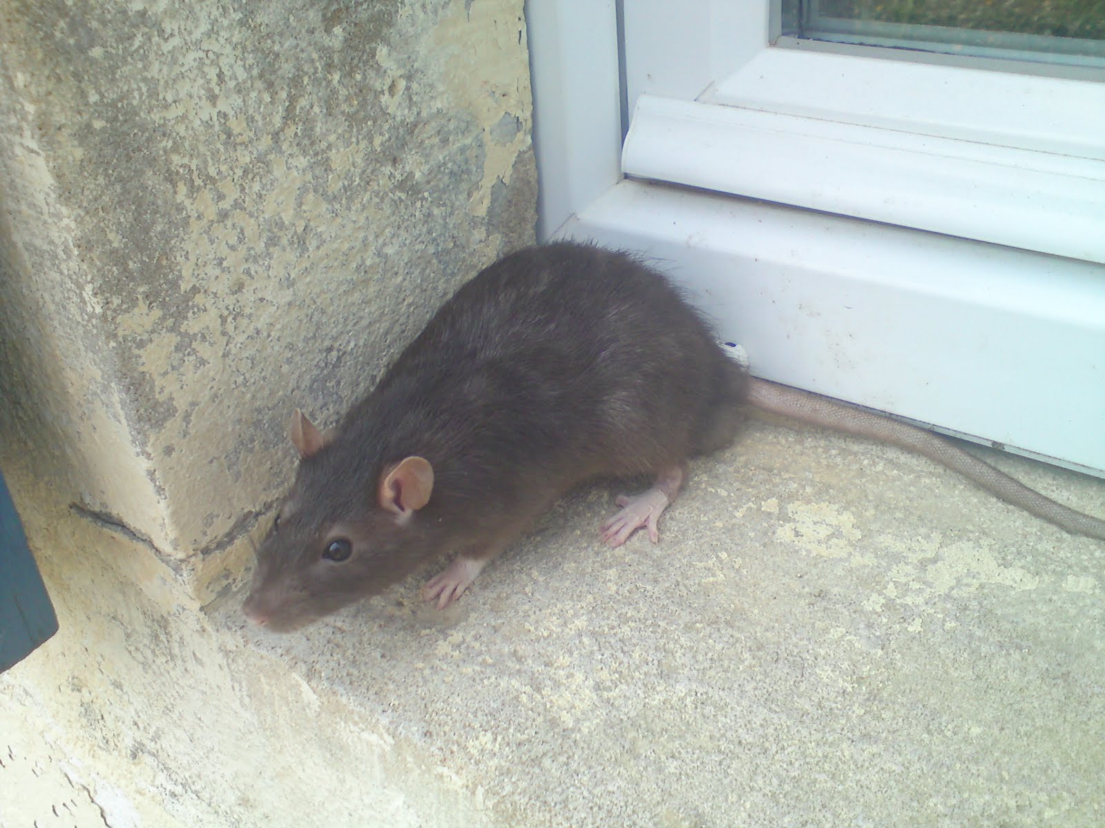 Raterie Thé-Rat-Pie: Rat mâle irish noir (oreilles normales)