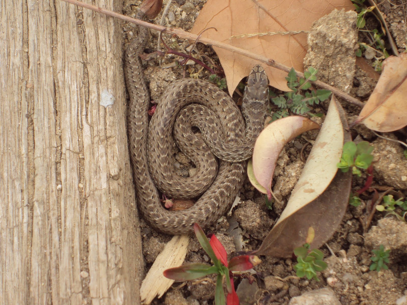 UNA CULEBRA EN EL HUERTO | En torno al huerto.