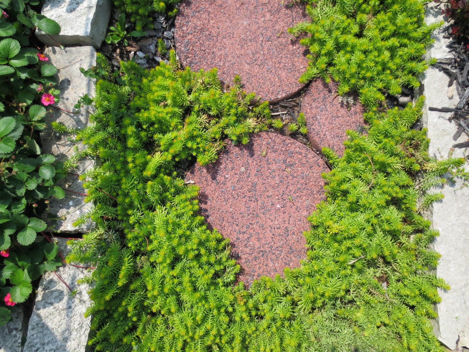 TK in her GARDEN: No-dig gardening: establishing paths and beds via ...