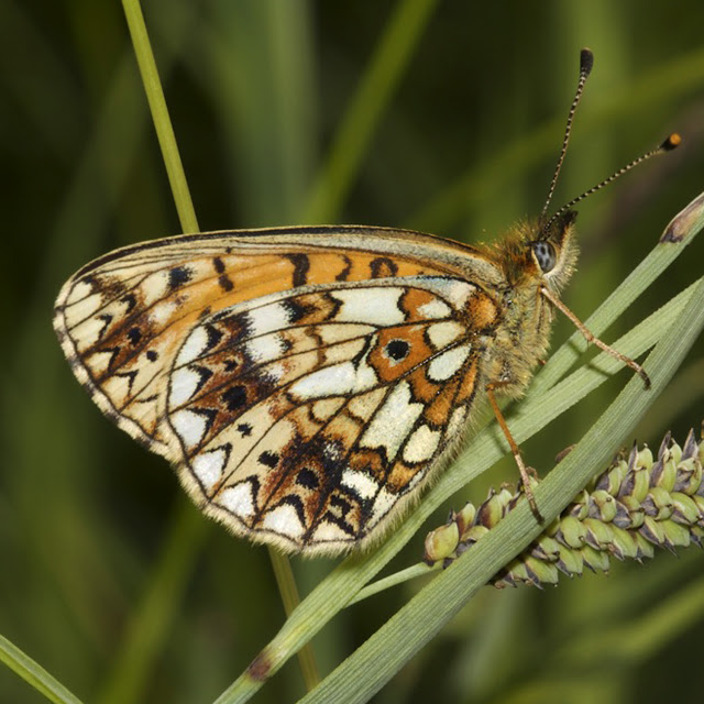 Butterflies, Dragonflies, Moths & other Insects: Small Pearl-bordered ...