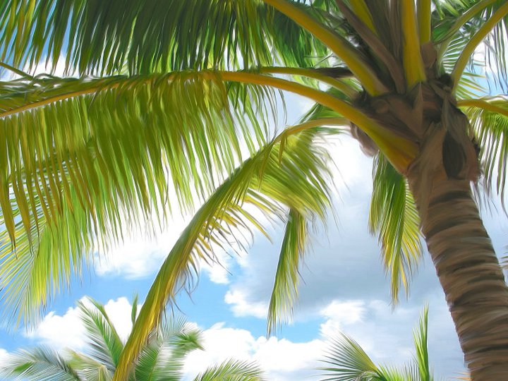 Only-Nature: Beautiful Tree Wallpapers