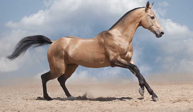 Scientia potentia est: Akhal Teke: probably the most beautiful horse in the world