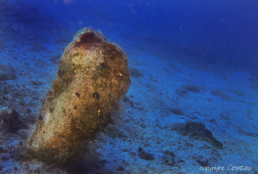 Kostas Ladas photography: Pinna nobilis-Πίννα
