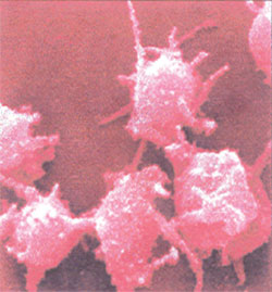 portefolio de ciências 9ºAno: Trombócitos (Plaquetas)