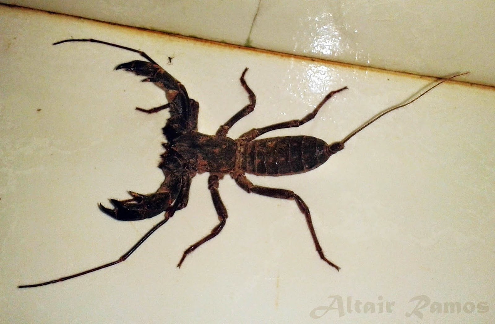 Insetologia - Identificação de insetos: Escorpião-Vinagre