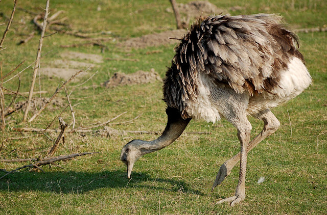 Greater Rhea | The Biggest Animals Kingdom