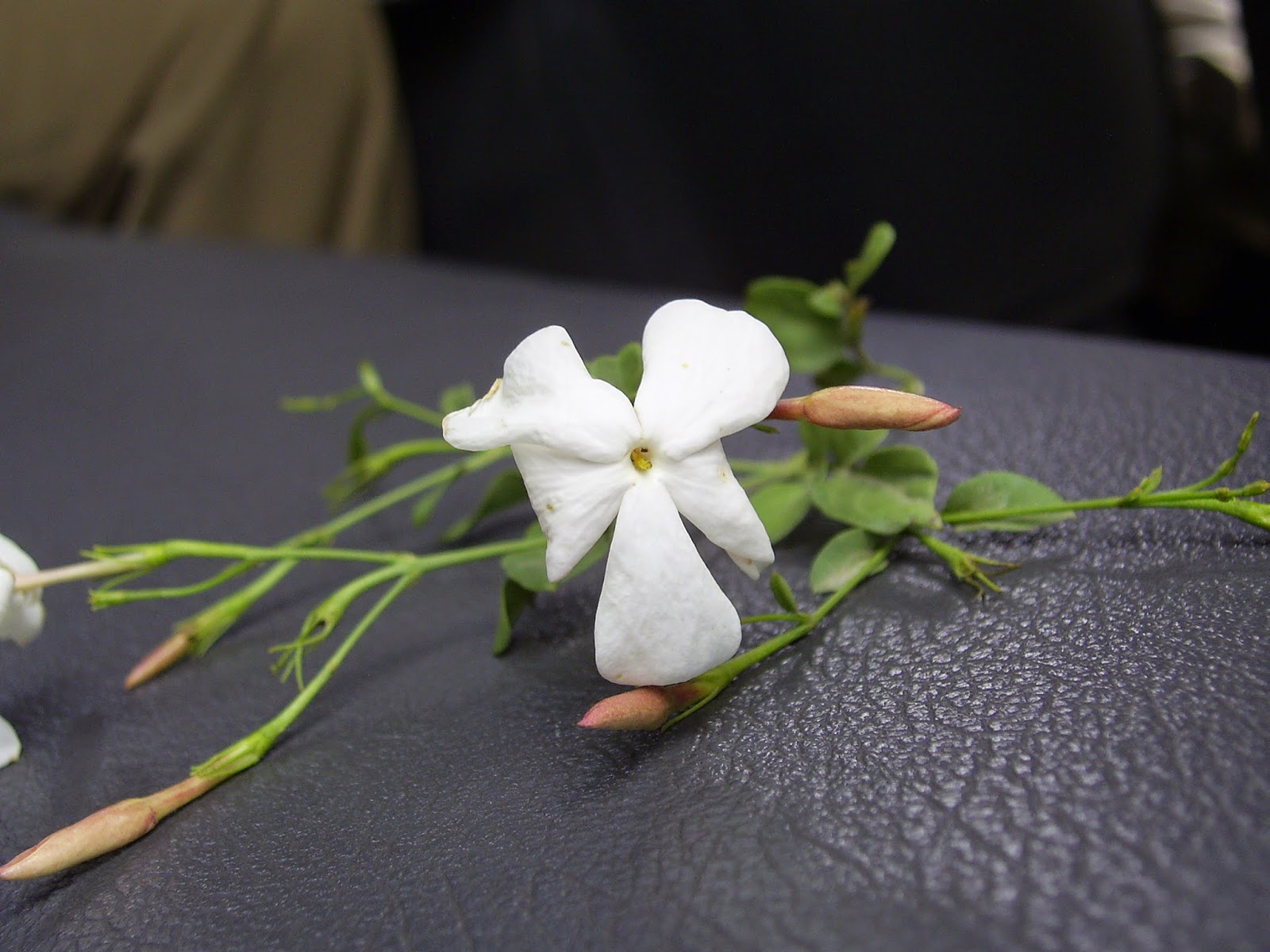 Endah Murniyati's Journey: MELATI GAMBIR - PART 1