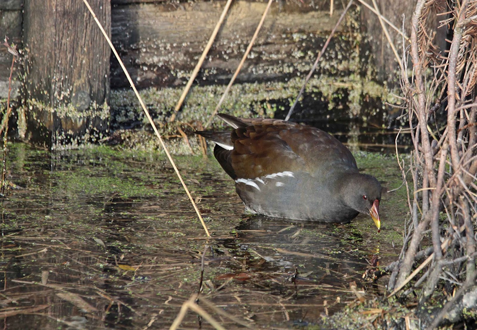 DOMMELVOS NATUURFOTOGRAFIE: Oranje lijst, met o.a. het waterhoentje