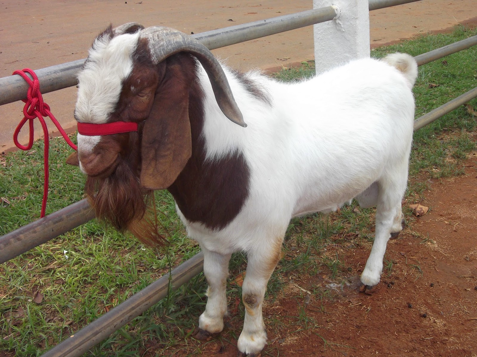 PROJETO CADEIA PRODUTIVA - OVINOCULTURA: 2014