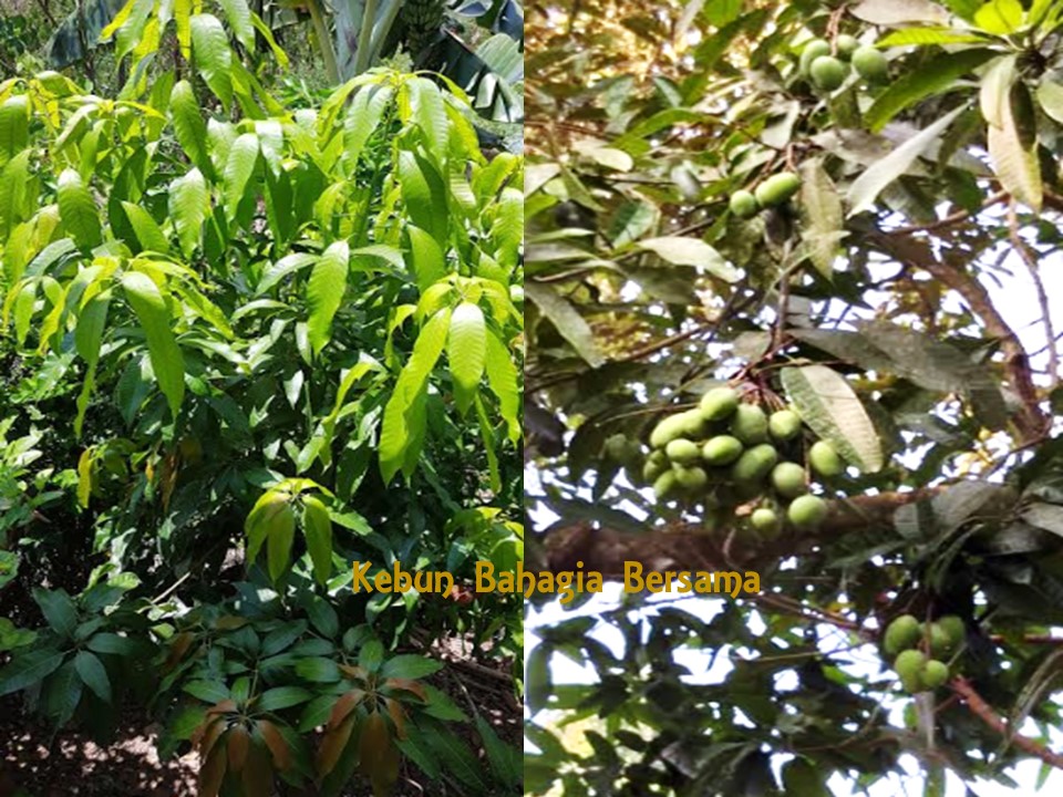 Kebun Bahagia Bersama: Mempelam Telur Kebun Kak Ros Melaka