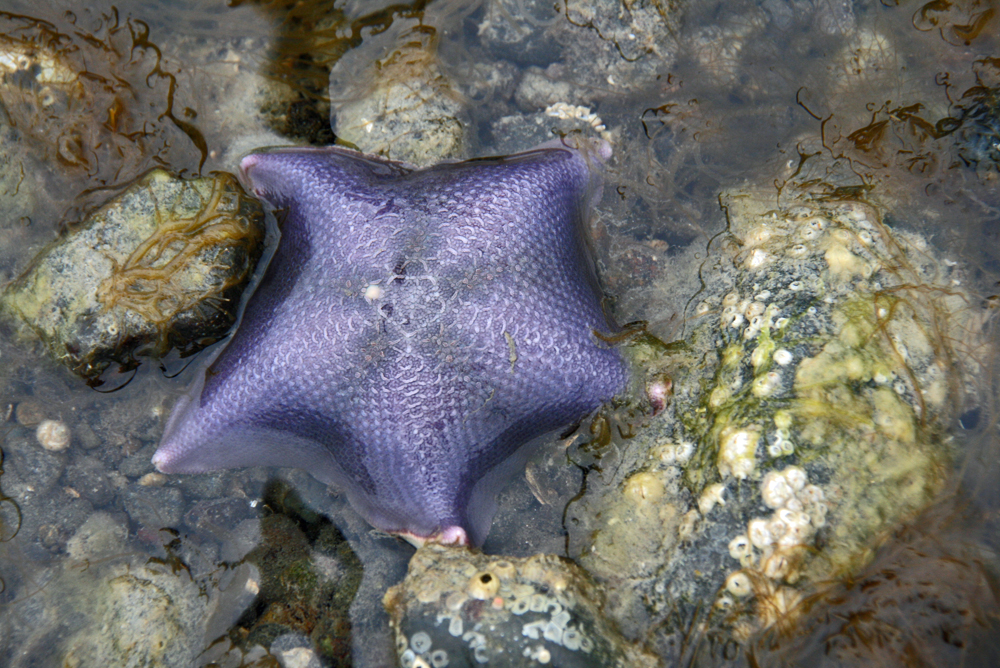 Cinnamon the Traveling Coonhound: Tide Pool Dog - Starfish, Snapping ...
