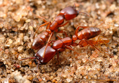 Variety of Life: Dorylinae