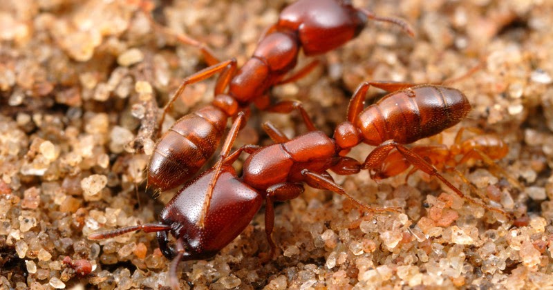 Variety of Life: Dorylinae