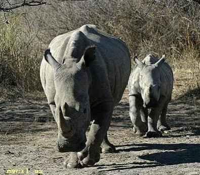 VAHŞİ HAYVAN RESİMLERİ VAHŞİ HAYVANLAR-Manzaralar