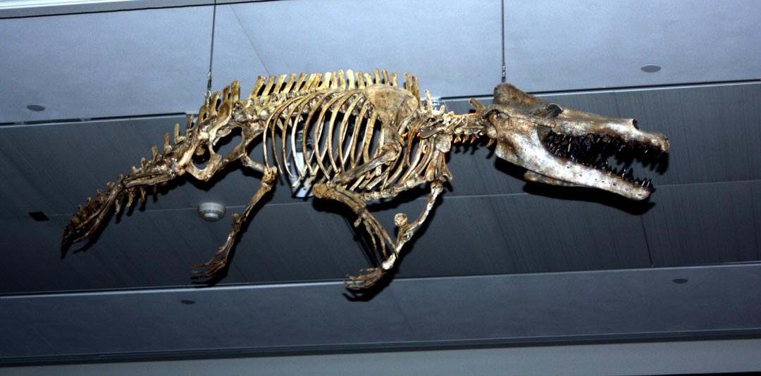 The Coastal Paleontologist: US Research trip part 7: USNM ocean hall ...