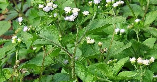 Manfaat Dan Ciri ciri Tanaman Bandotan - BLOG ANEKA