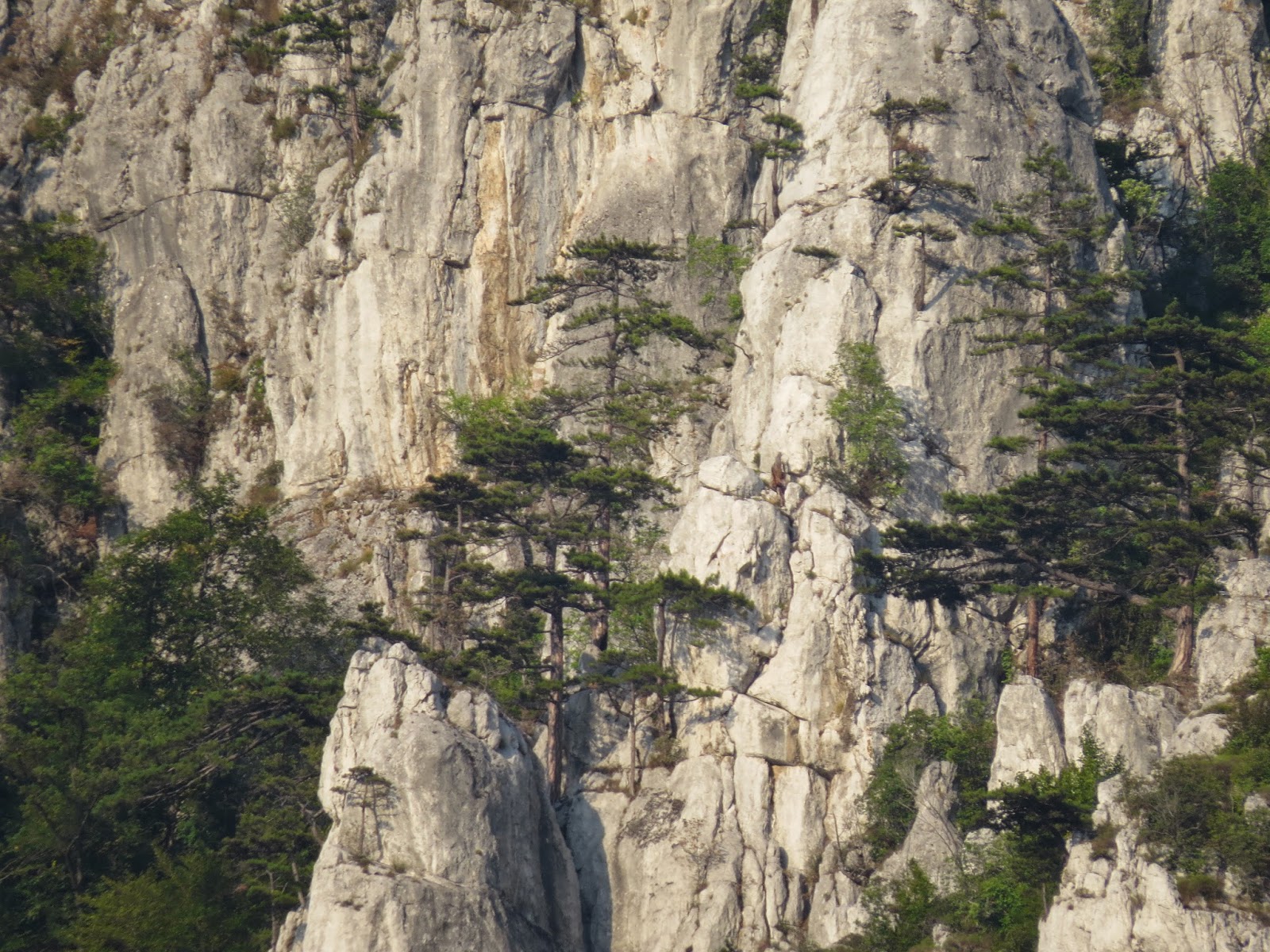 Baile Herculane Cazare: Pinul Negru de Banat