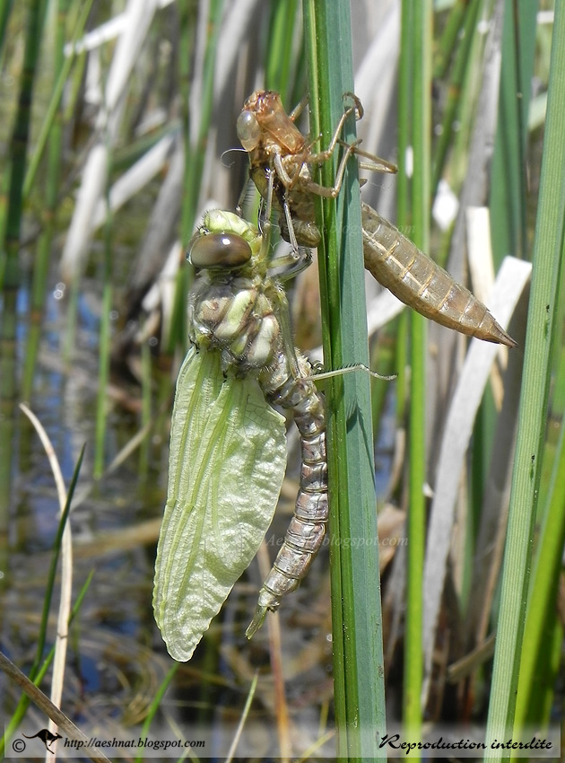 WILDLIFE GATEWAY: Libellule: de la larve à l'imago