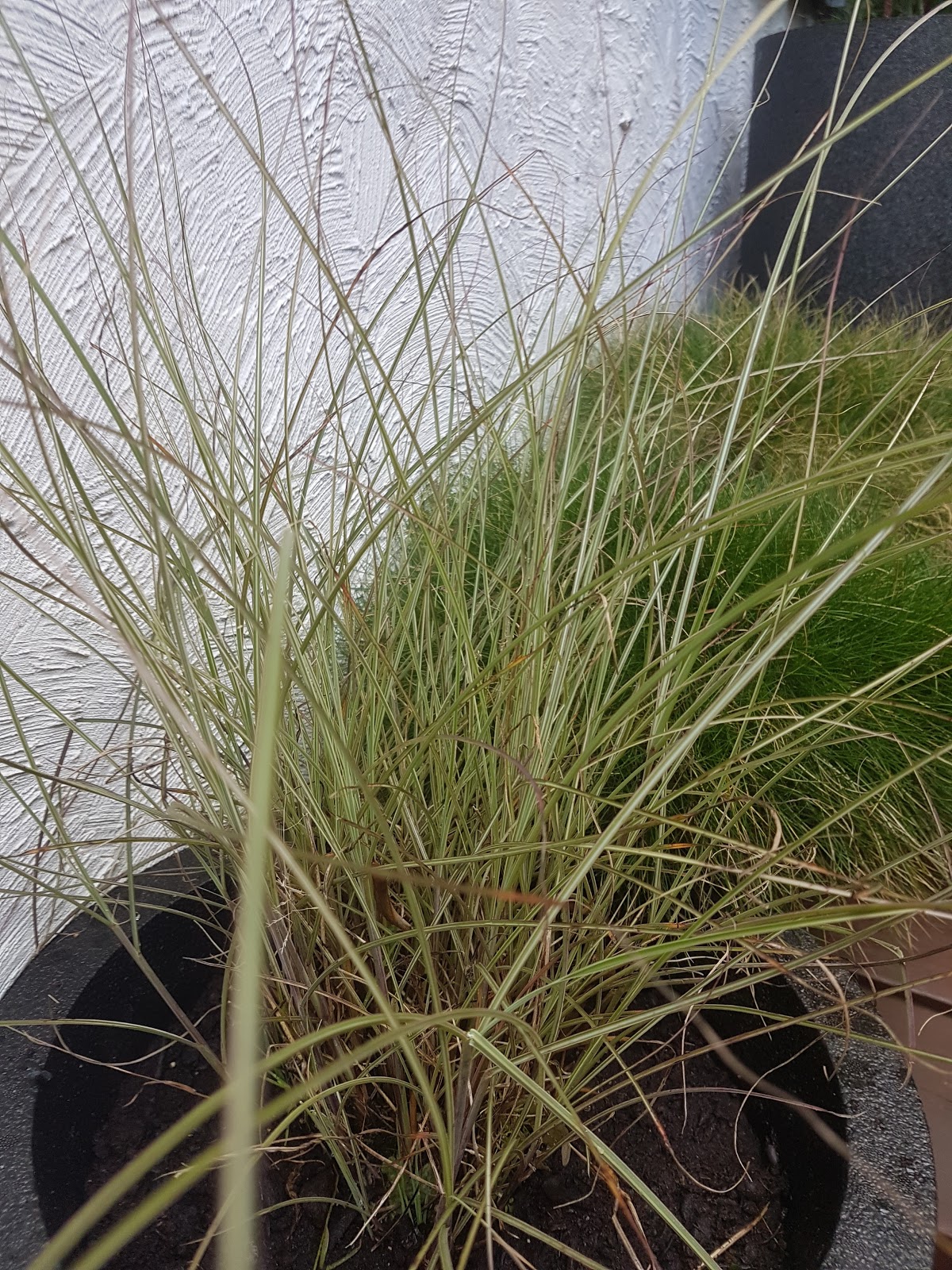 Fruens Flora: Prydgress.