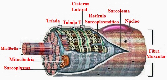 Resumão E02: Músculos