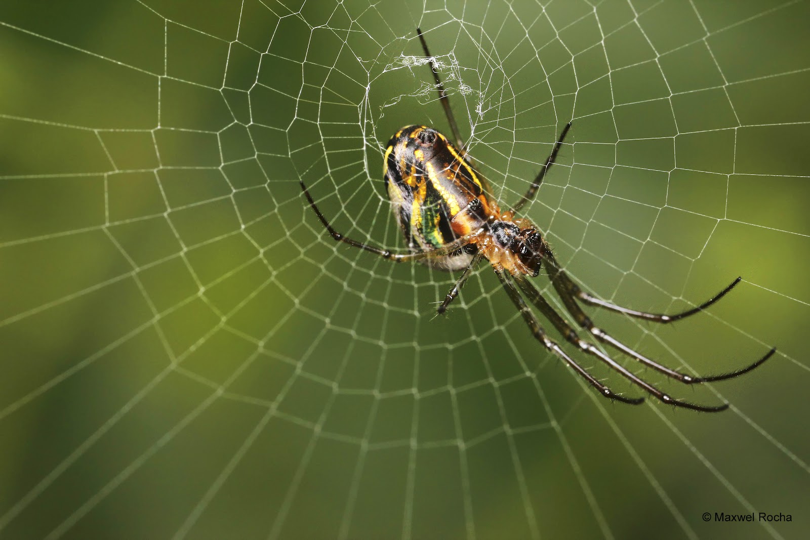Macrofotografia por Maxwel Rocha: Aranhas