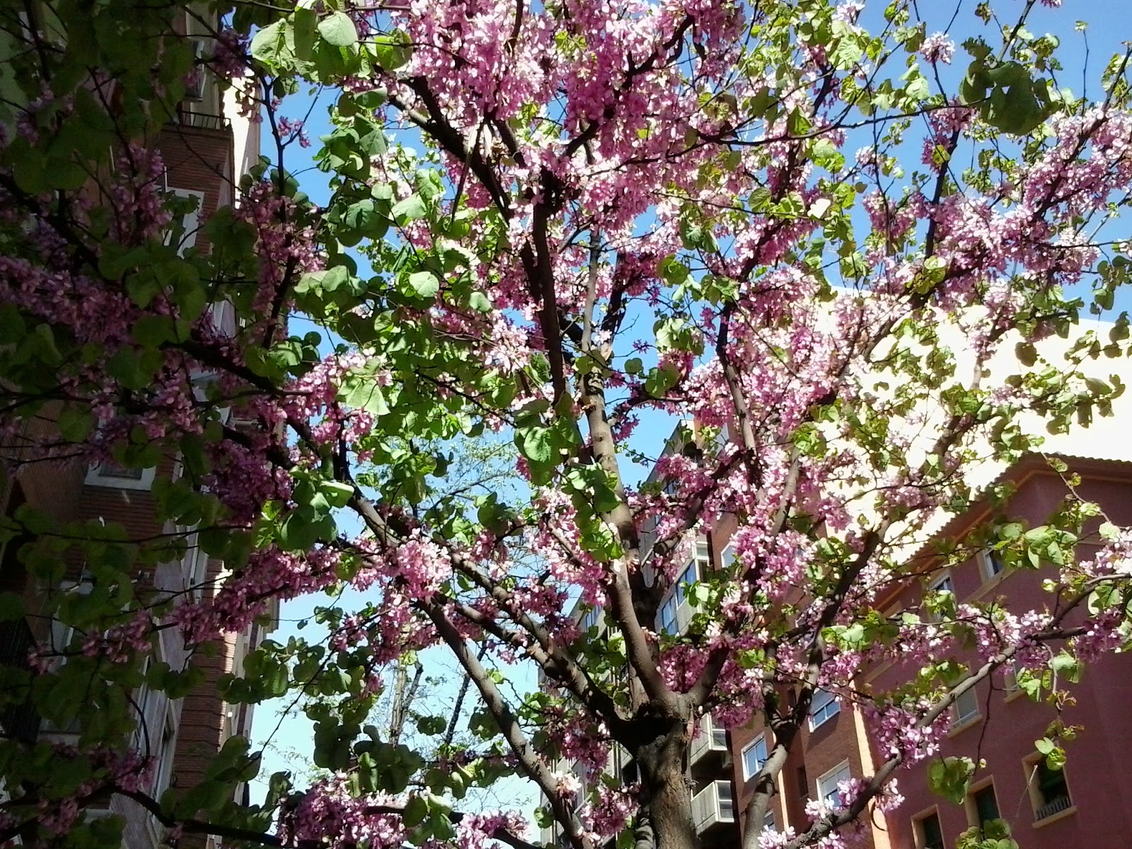 Jaca in English: Judas Tree