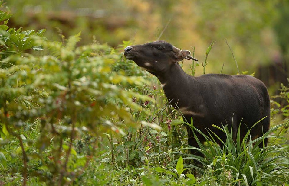 Anoa, Kerbau Kerdil Endemik Sulawesi