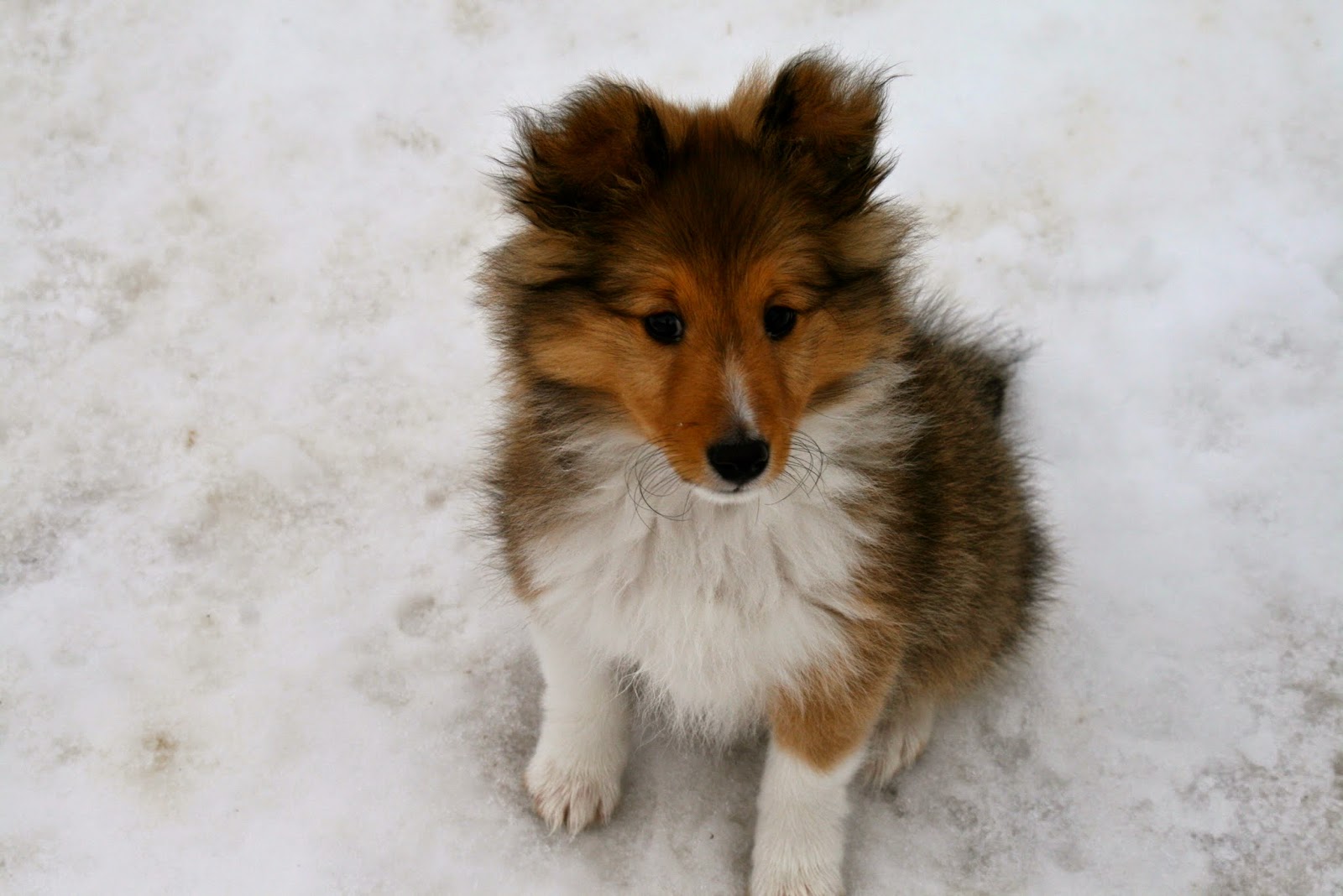 Hyper Hounds Shelties
