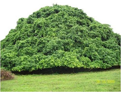 San Marcos: Tierra Linda