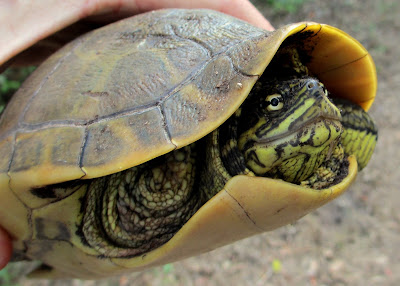 Cannundrums: Florida Chicken Turtle