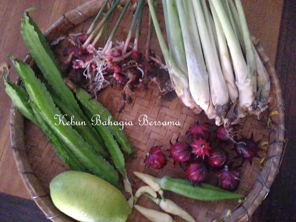 Kebun Bahagia Bersama: Halia Bara Membara-Bara