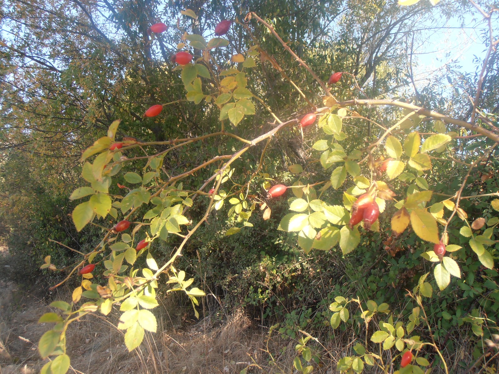 Entre plantas y bichos: Rosa canina (Escaramujo, rosal silvestre)