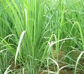 PLANTAS E FRUTOS MEDICINAIS E AROMATICOS: CAPIM - SANTO RELAXANTE E ...