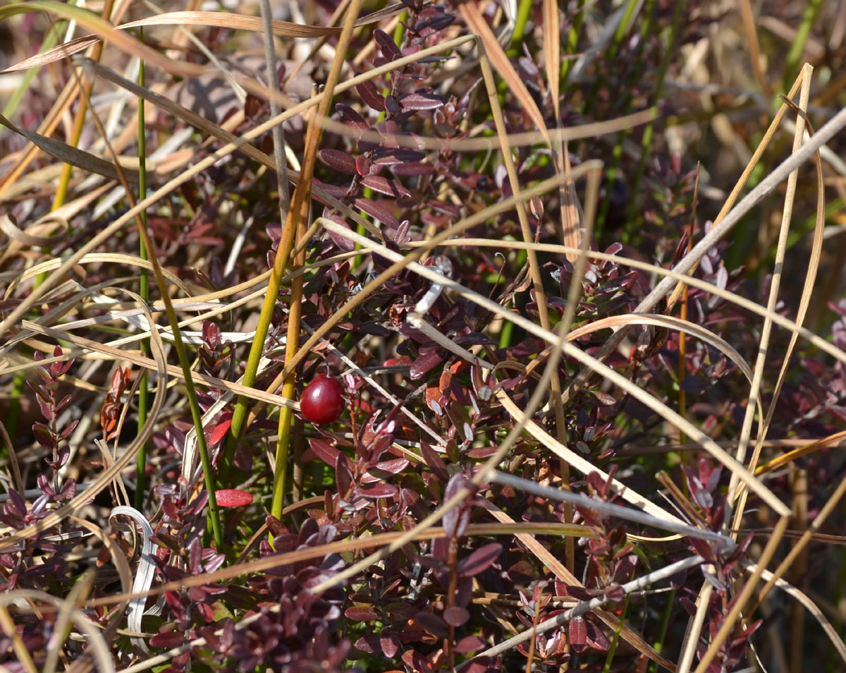 Woods Walks and Wildlife: A Pine Barrens Bog