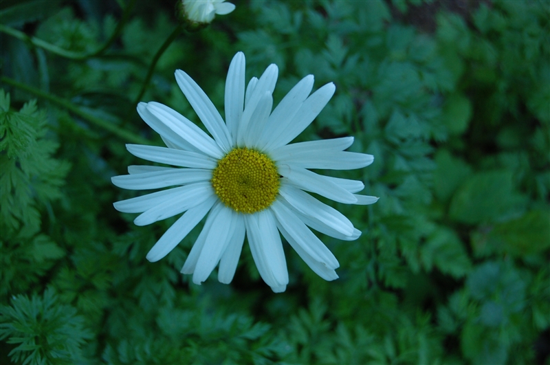 Capadia Designs: Photo Tips for Flowers and Fireworks