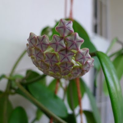 Sandra's Garden Shed: Hoya meliflua ssp. fraterna