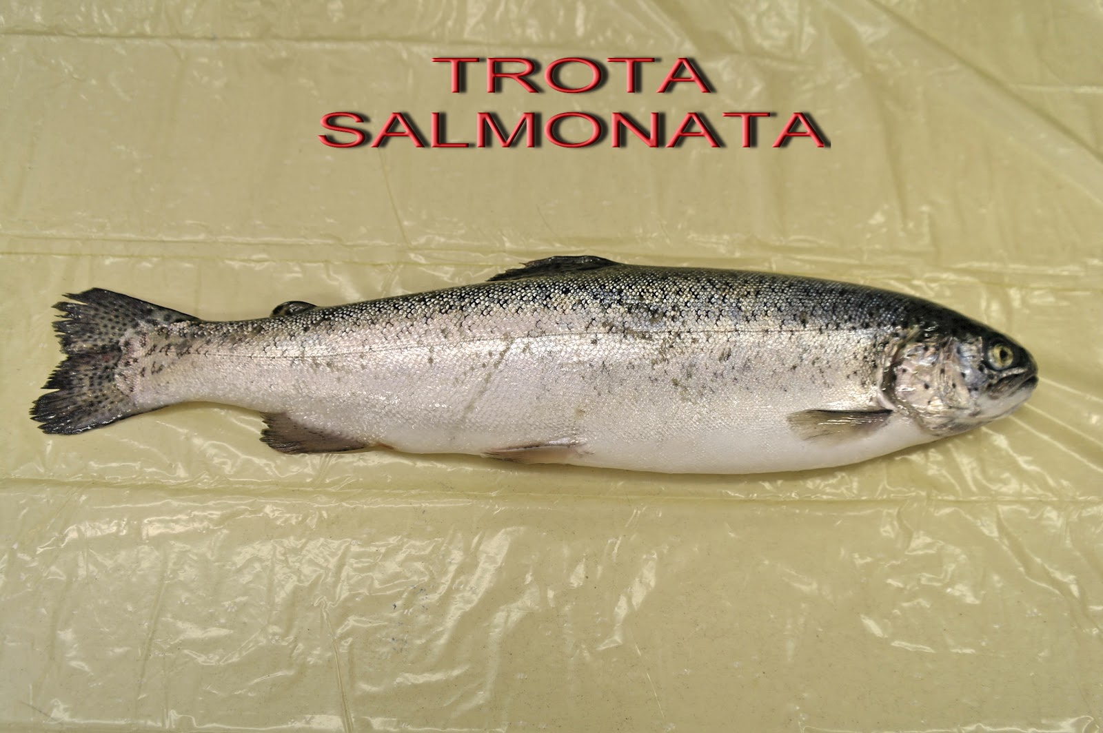 Domani sarò grande: Com'è fatto un pesce?