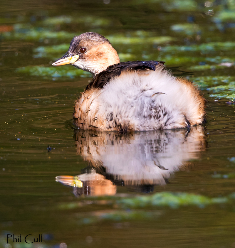 Phil Cull Wildlife Photography: October 2016