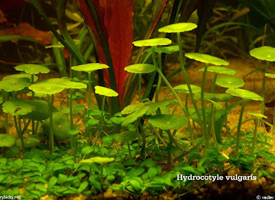 Variety of Life: Hydrocotyle
