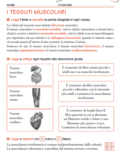 Maestra Alice - L'officina delle idee: L'apparato muscolare