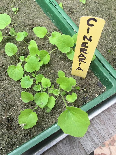 SITKAVORES: FLOWERS - Annual