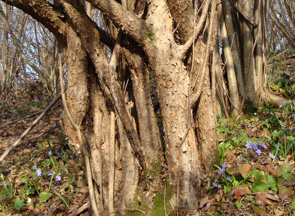 paart budo buki: About