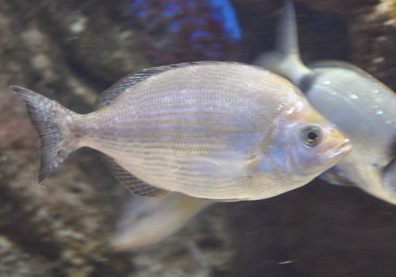 ZOOTOGRAFIANDO (6.057 ANIMALS): CHOPA / BLACK SEABREAM (Spondyliosoma ...