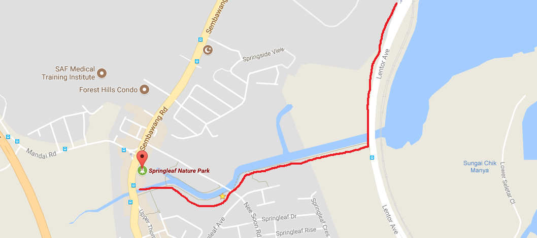 Seeing Singapore Sooner than Never: Springleaf Nature Park