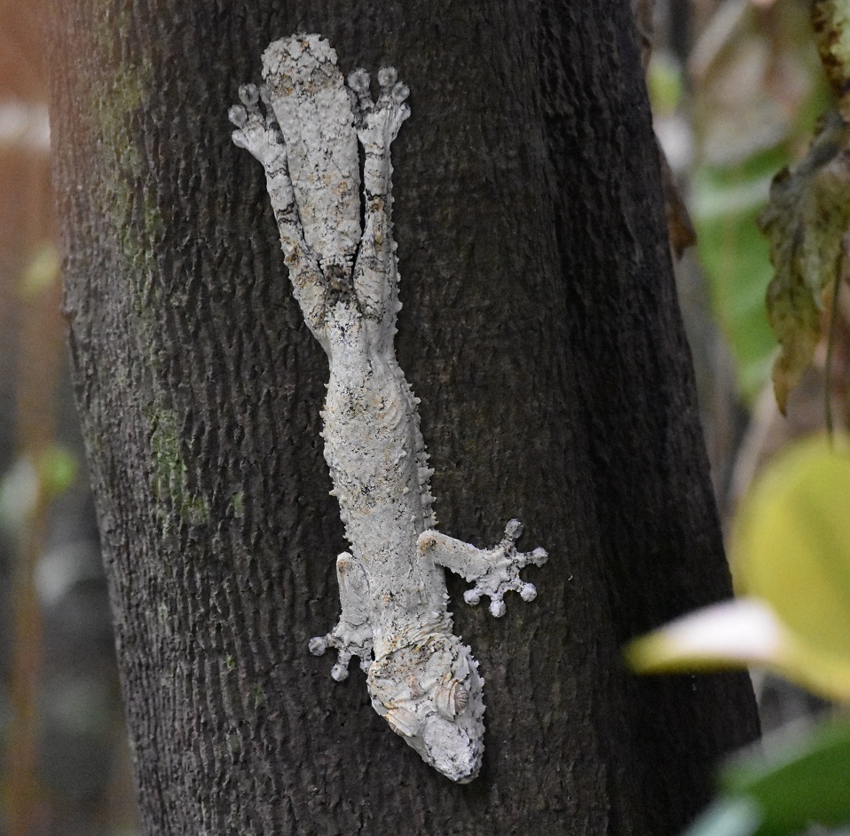 ZOOTOGRAFIANDO (6.100 ANIMALS): GECKO COLA DE HOJA SUREÑO / SOUTHERN ...