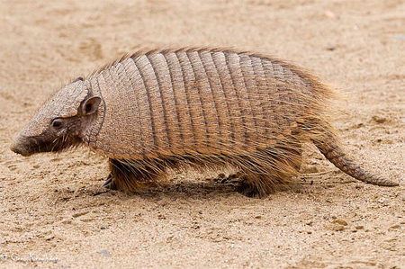 Argentina nativa: Quirquincho chico (Chaetophractus vellerosus)