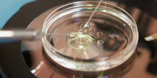 Cuarenta años del milagro de la vida en una probeta