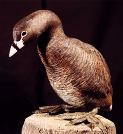 Animales Extintos: Pato Poc