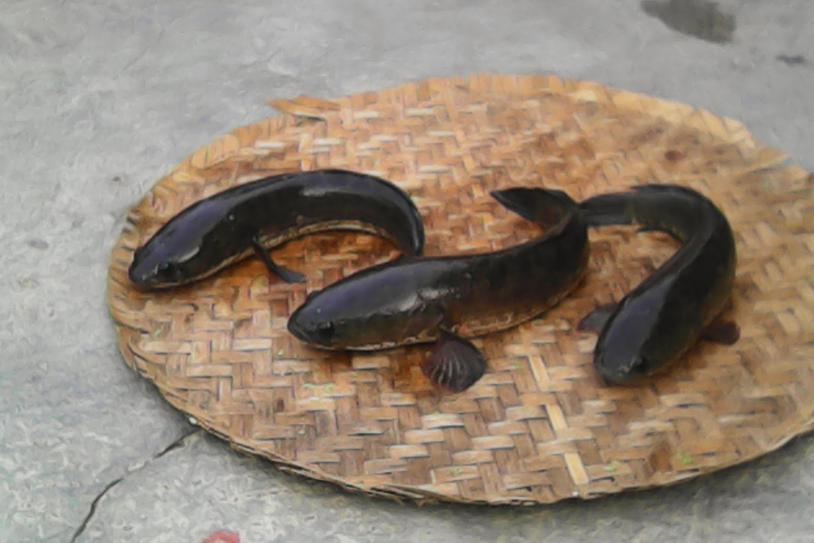 Galeri ikan Gabus